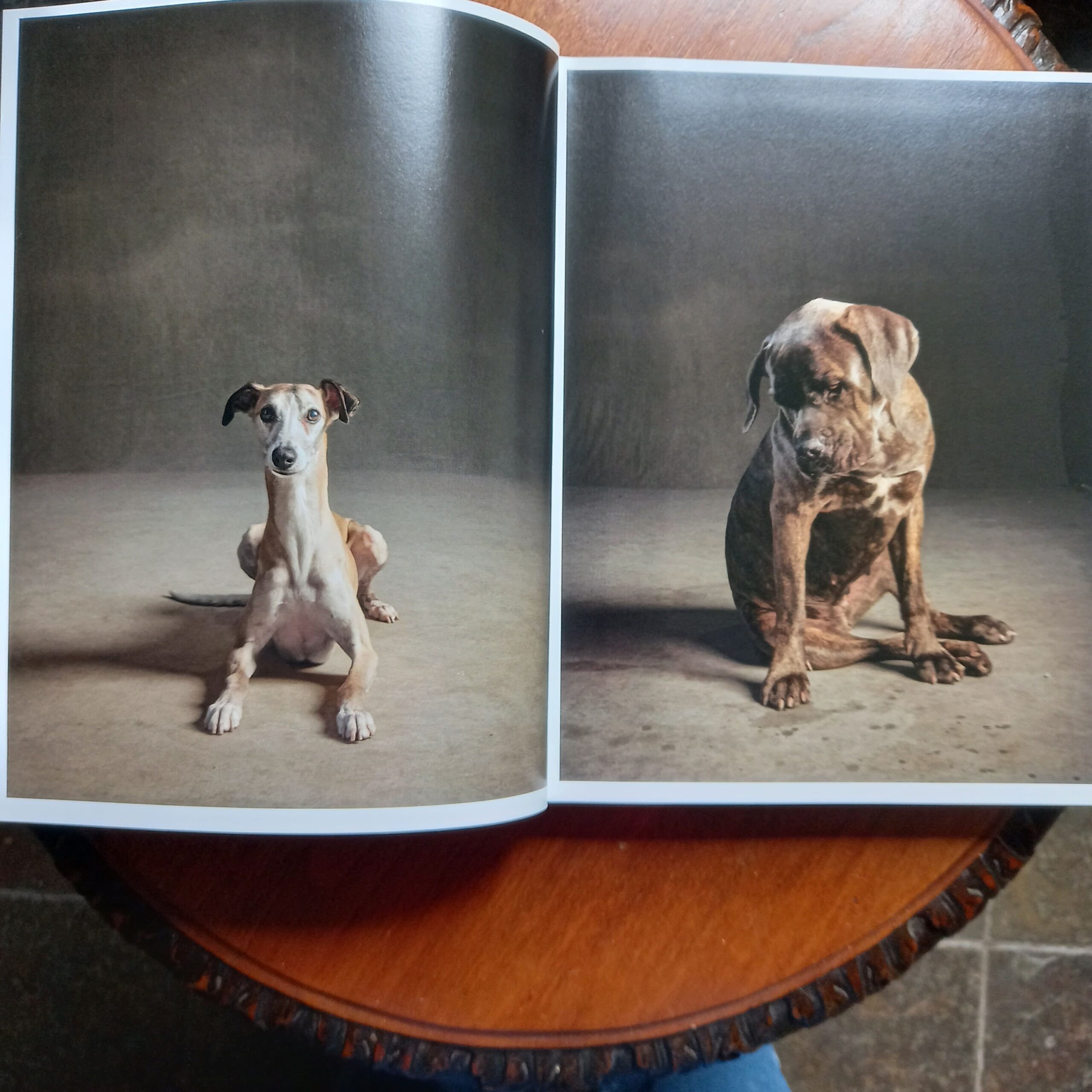 THE YEAR OF THE DOGS de Vincent J. Musi - Galeria Boireau